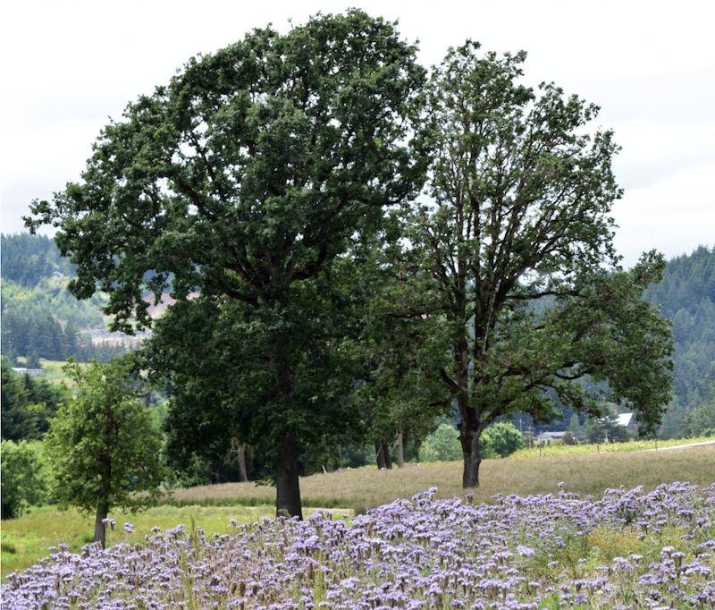 Celebrating Oregon White Oak